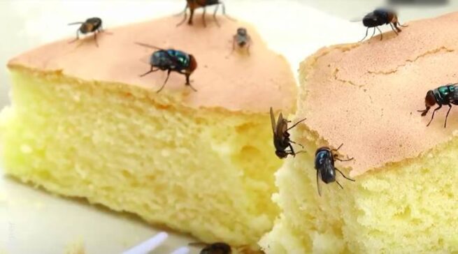 5 cách bẫy ruồi đơn giản, hiệu quả bất ngờ - BepXua